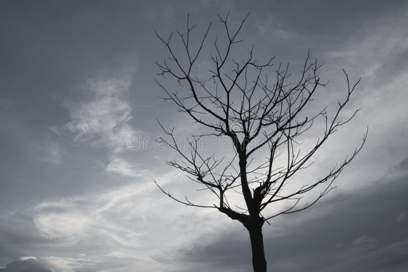 Dead Trees Gray Sky in the Evening. Stock Image - Image of outdoors ...