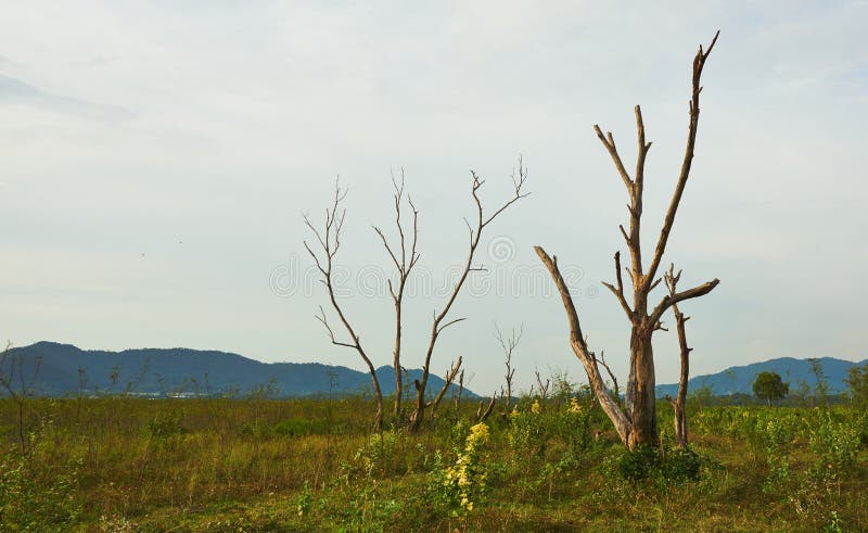 Dead Trees in the Green Grass Field. Stock Photo - Image of wood, dead ...
