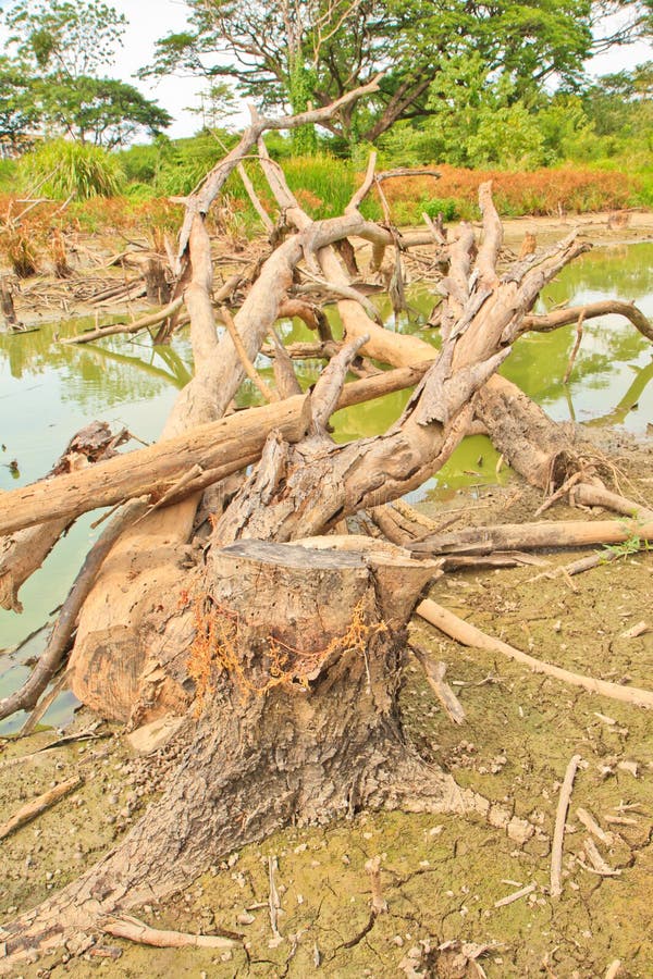 Dead trees stock image. Image of dead, destruction, plants - 35922771