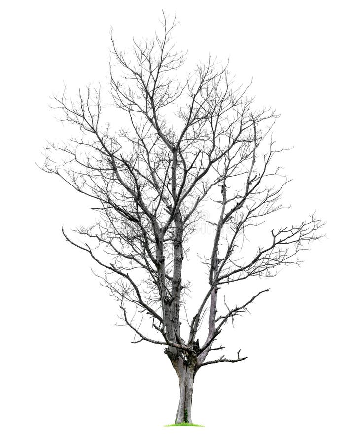 Dead Trees Isolated on White Background, Tropical Trees Isolated Used ...