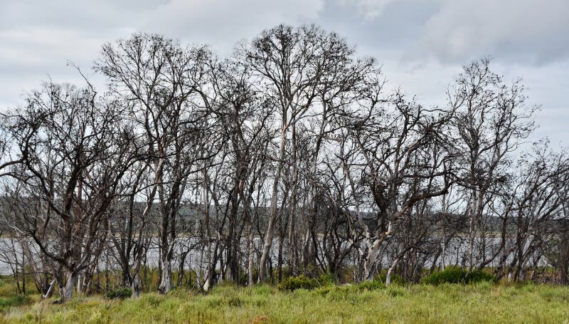 2,121 Dead Farm Land Stock Photos - Free & Royalty-Free Stock Photos ...