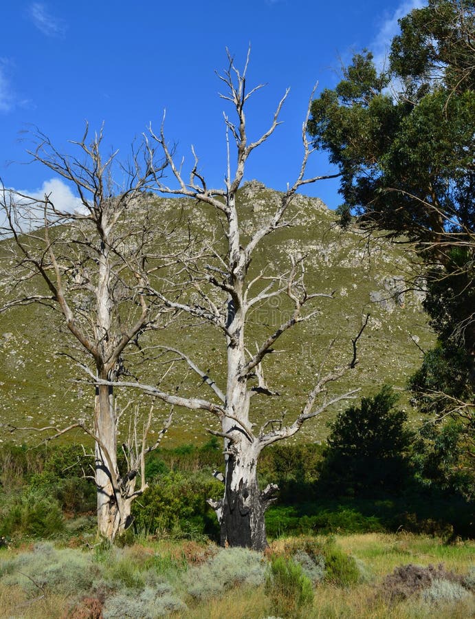 Dead Trees stock photo. Image of dead, clouds, mountains - 37642622