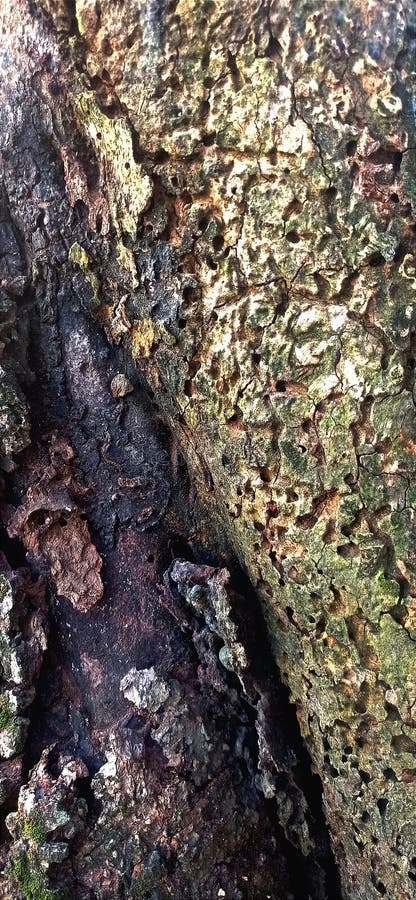 Dead Trees Like Wasp Nests, Very Scary Stock Image - Image of scary ...