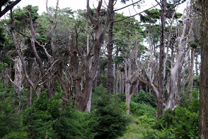 Dead Trees among the Living Forest Stock Photo - Image of green, park ...