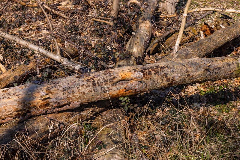 Dead Tree Trunks Marked by Insect Infestation in Forest Weakened by ...
