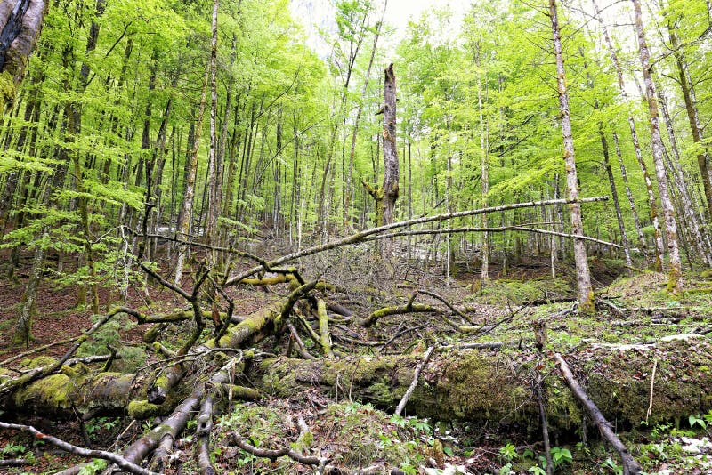 Dead Trees in the Middle of Forest Stock Photo - Image of virgin ...