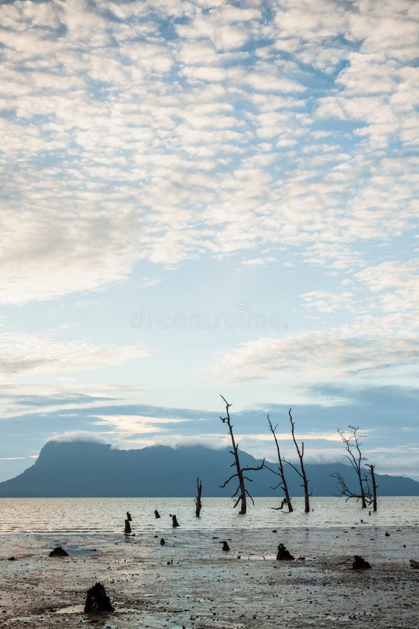Dead Trees and Muddy Beach at Sunset Stock Photo - Image of landscape ...