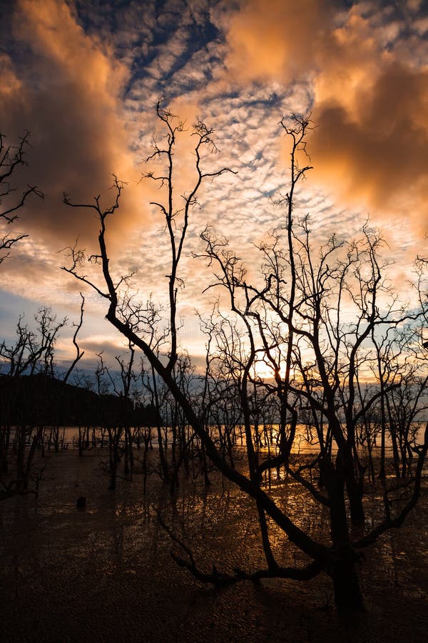 Dead Trees and Muddy Beach at Sunset Stock Image - Image of desolate ...