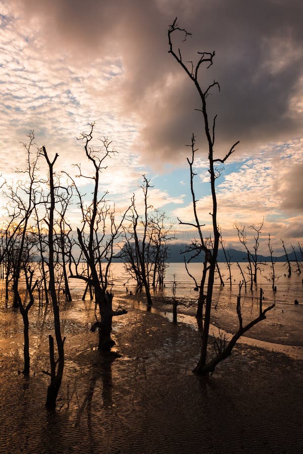 Dead Trees and Muddy Beach at Sunset Stock Image - Image of fairytale ...