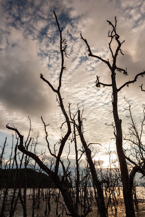 Dead Trees and Muddy Beach at Sunset Stock Image - Image of scenery ...