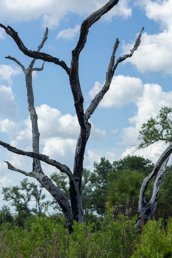Dead Trees in Myakka River State Park Stock Image - Image of branch ...