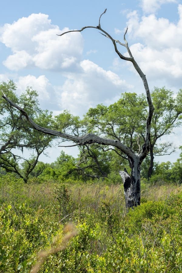 Dead Trees in Myakka River State Park Stock Photo - Image of branch ...