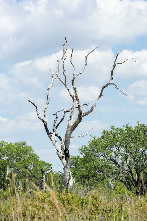 Dead Trees in Myakka River State Park Stock Photo - Image of burn ...