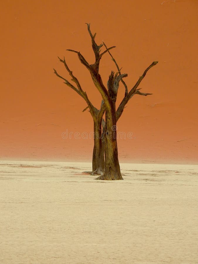Dead Trees in Namibia Desert Stock Image - Image of namibia, desert ...