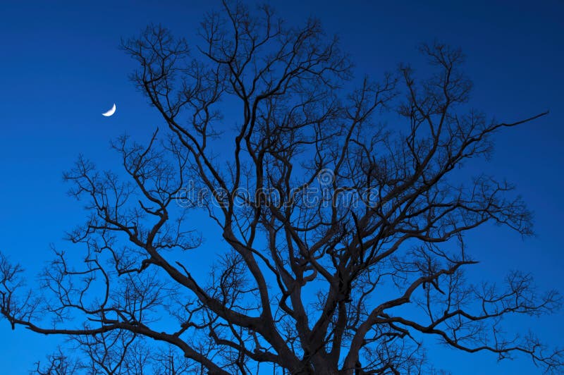Dead Trees Night Half Moon Stock Photos - Free & Royalty-Free Stock ...
