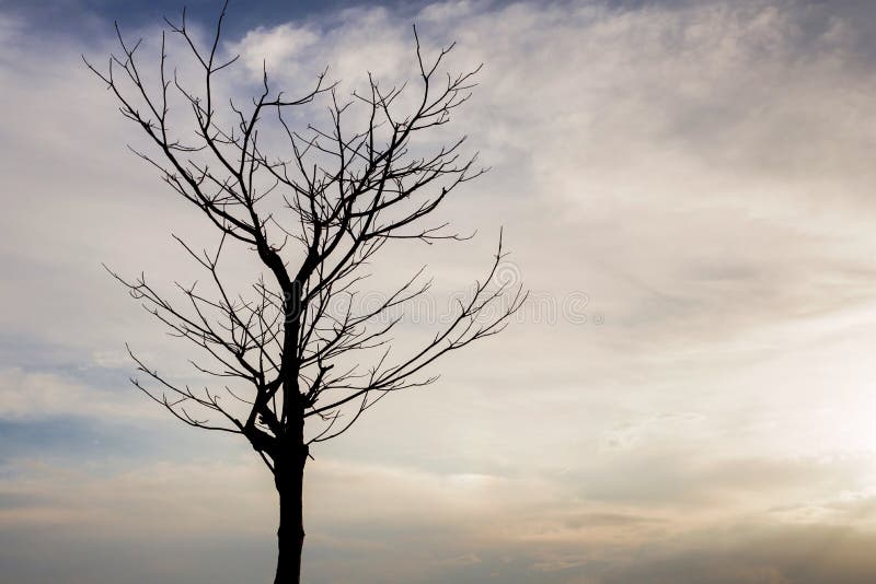 Dead Trees in the Night Sky with Clouds in Soft Light. Stock Image ...
