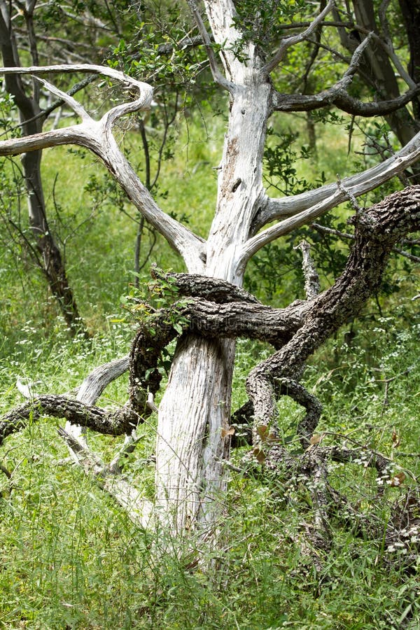 Dead Trees stock image. Image of support, twisted, fall - 71285179