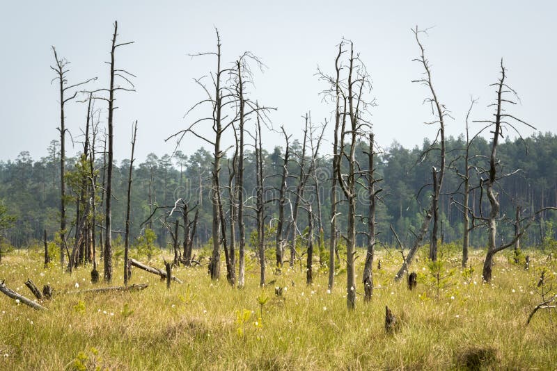 The Obary Peat Bog National Reserve Stock Photo - Image of poland, edge ...