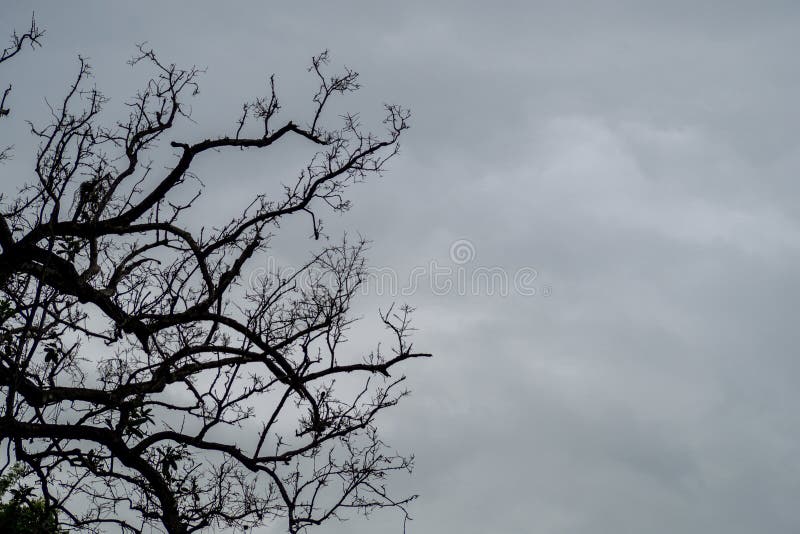 Dead Trees in the Night Sky with Clouds in Soft Light. Stock Image ...