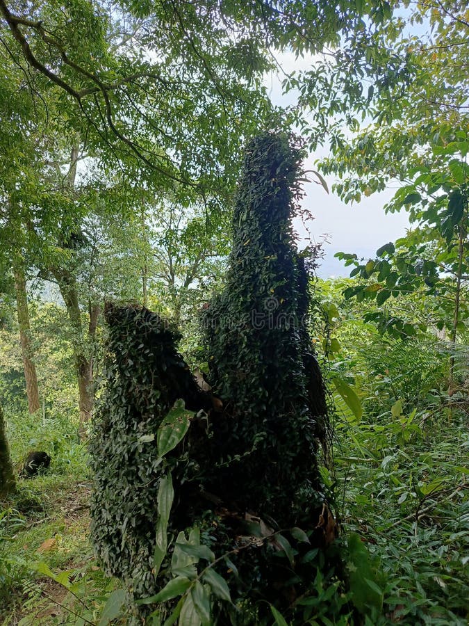Dead Trees that are Overgrown with Plants, in Mountainous Areas Stock ...