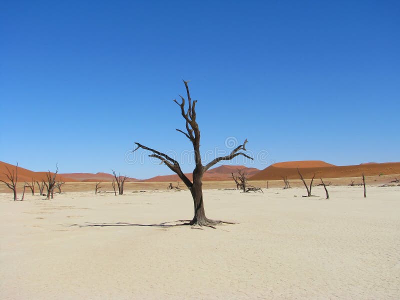 Dead Trees and Red Dune in Deadvlei Stock Image - Image of namibian ...
