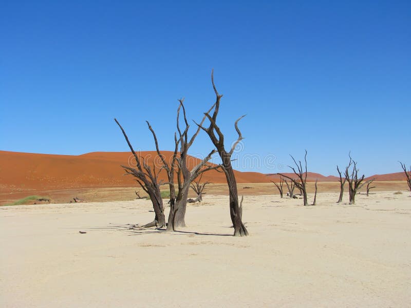 Dead Trees and Red Dune in Deadvlei Stock Image - Image of loneliness ...
