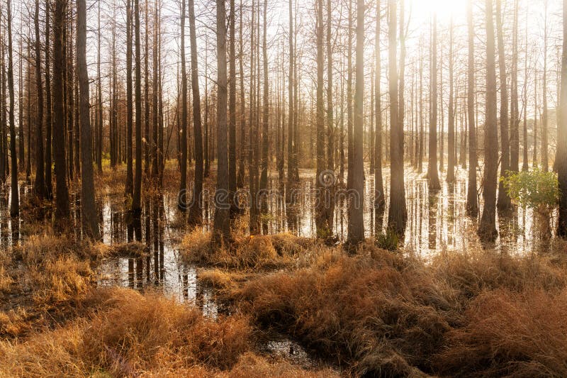 Dead Trees Reflected in Swamp Water Stock Photo - Image of swamp ...