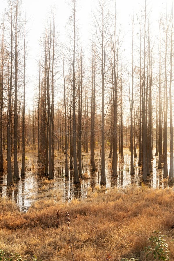 Dead Trees Reflected in Swamp Water Stock Photo - Image of landscape ...