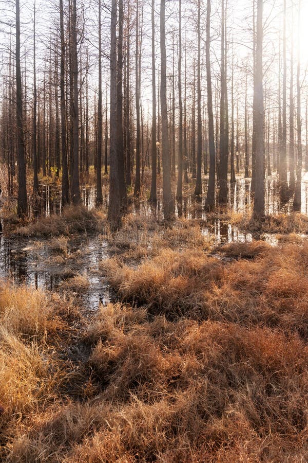 Dead Trees Reflected in Swamp Water Stock Photo - Image of lake ...