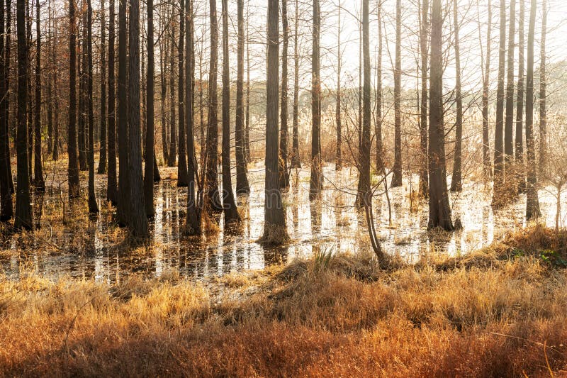 Dead Trees Reflected in Swamp Water Stock Photo - Image of outdoor ...