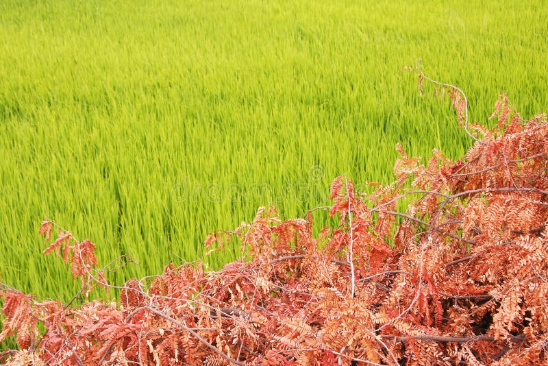 Dead trees stock image. Image of field, ecosystem, land - 32345011
