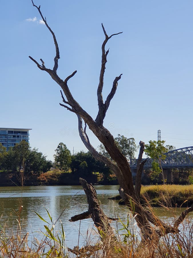 Dead trees river water qld stock photo. Image of dead - 171451412
