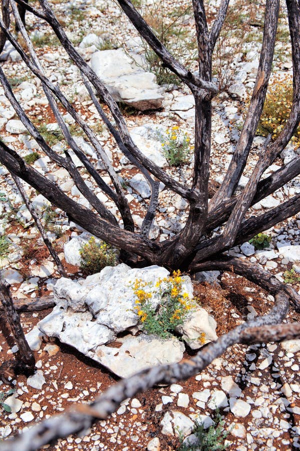 Dead trees after the fire stock photo. Image of ecology - 131530060