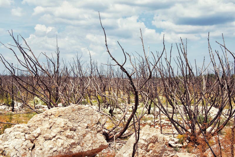 Dead trees after the fire stock image. Image of forest - 131531527