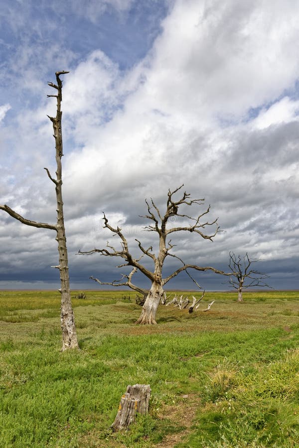 Dead Trees in Saltmarsh stock image. Image of marsh - 228678281