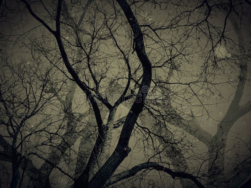 Dead Trees with Shadows in Vintage Style View - Vignette and Grunge ...