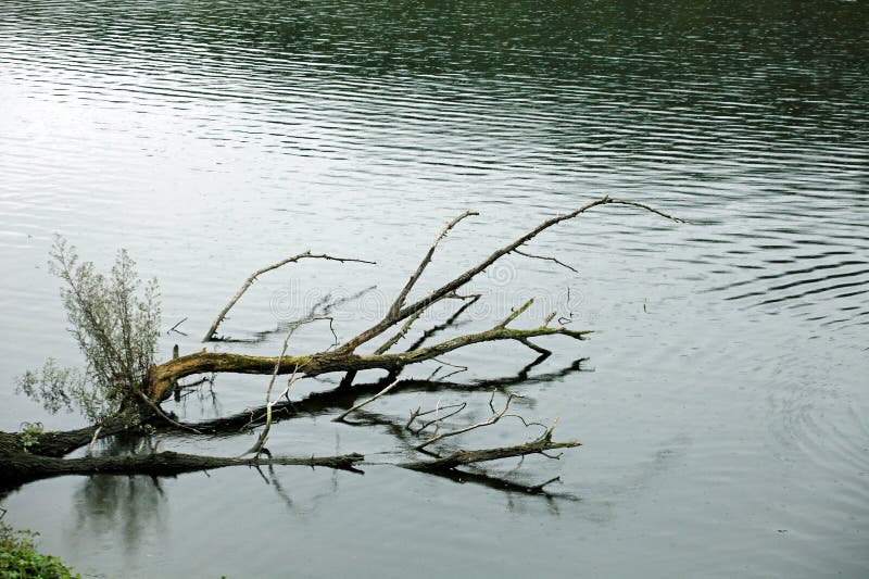 Dead Trees on the Shore Falling on the Water Stock Illustration ...