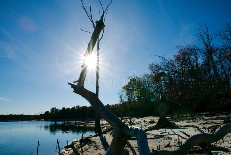 Dead Trees on Shoreline Reservoir Stock Photo - Image of shore ...