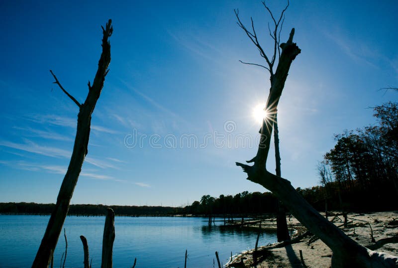 Dead Trees on Shoreline Reservoir Stock Photo - Image of fallen ...