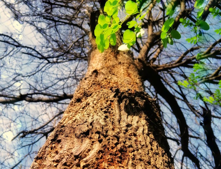 Dead Trees Side by Side with Moringa Trees Stock Photo - Image of ...