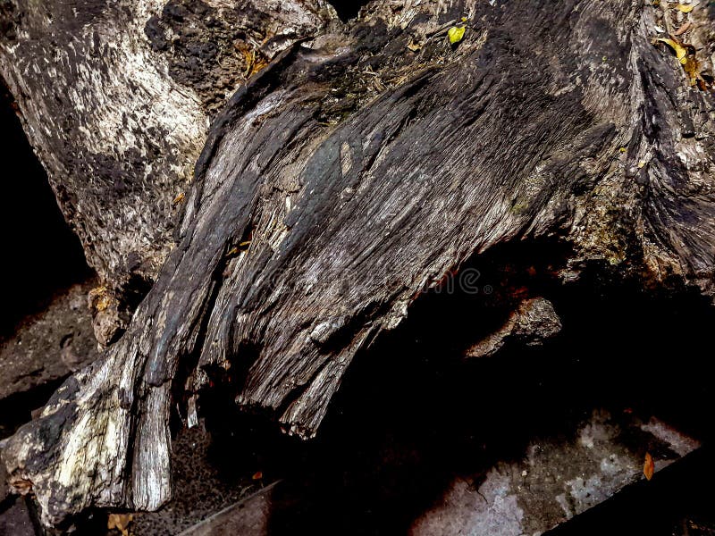 Dead Trees in a Sidewalk Park in Padang City, Indonesia.? Stock Image ...