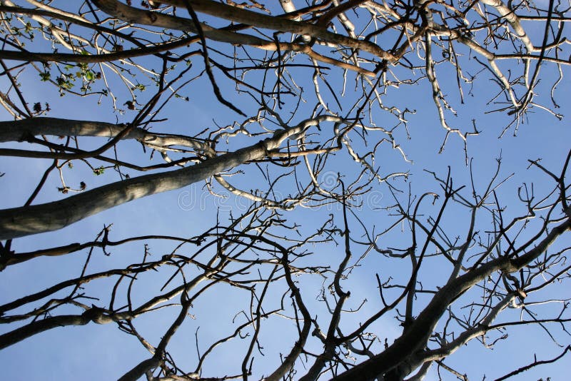 Dead trees in the sky stock photo. Image of plant, scary - 692152