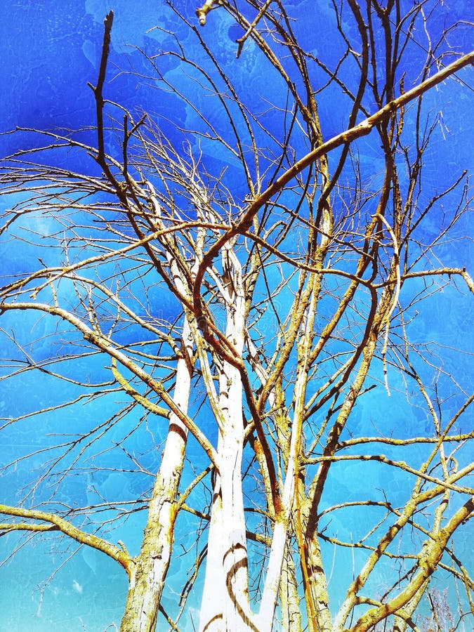 Dead Trees and Sky in Background a Concept of Global Warming, Weather ...