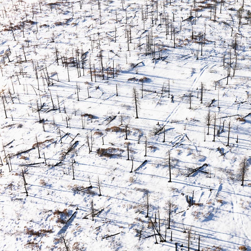 Dead Trees on Snowy Ground stock photo. Image of scenic - 13044786