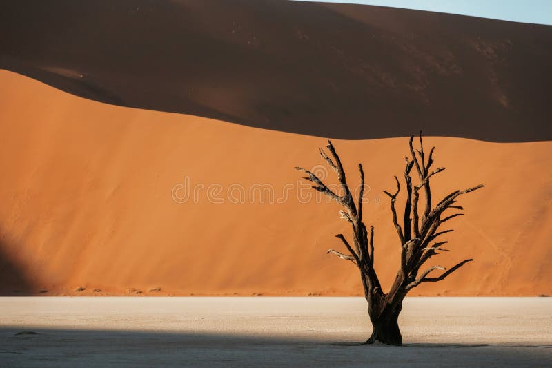 Dead Trees. Sossusvlei, Famous Sand Dunes and Dead Trees in Deadvlei ...
