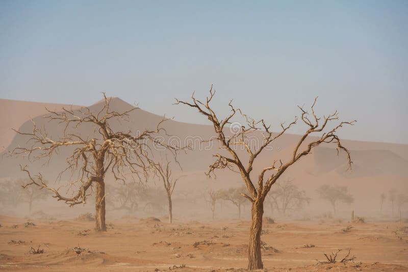 Dead Trees. Sossusvlei, Famous Sand Dunes and Dead Trees in Deadvlei Stock Image - Image of calm ...