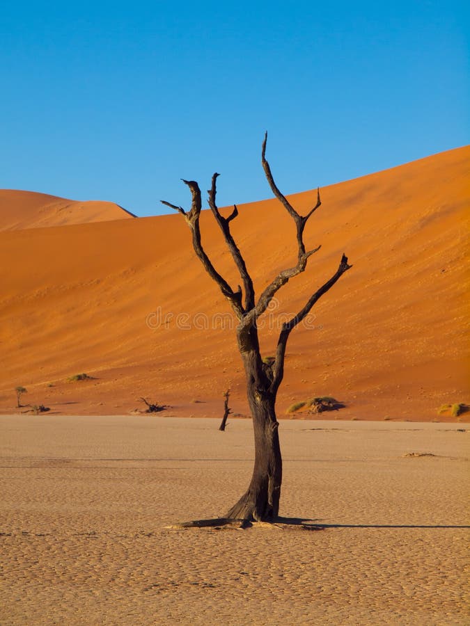 Dead trees in Sossusvlei stock photo. Image of nature - 35053190