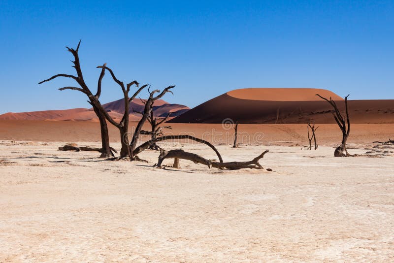 Dead Trees in the Sossusvlei Valley, Namibia Stock Image - Image of ...