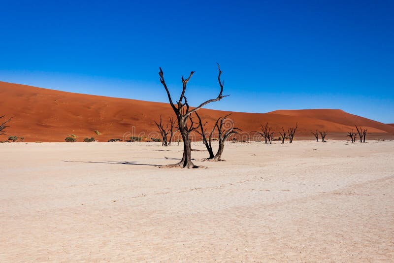 Dead Trees in the Sossusvlei Valley, Namibia Stock Photo - Image of ...