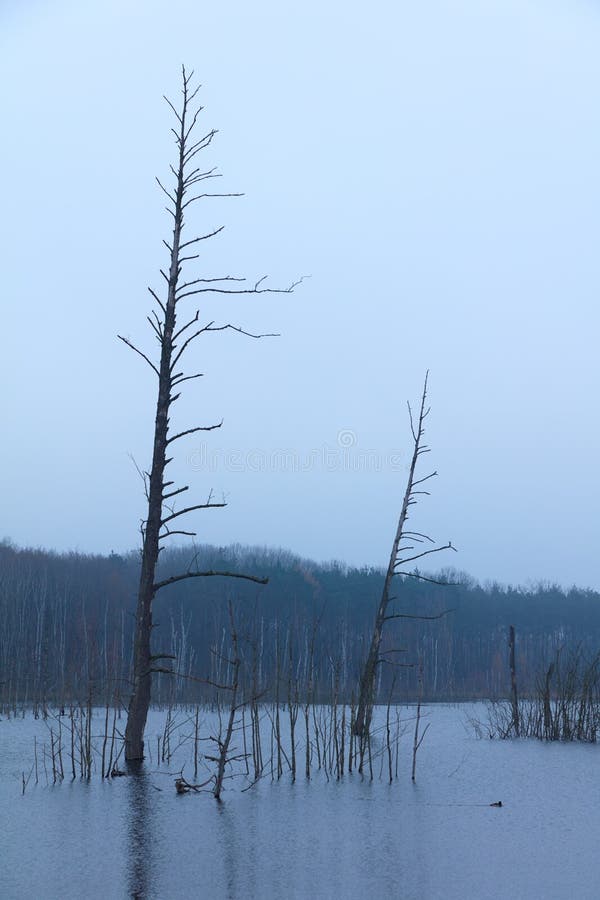 Dead trees stock image. Image of change, nature, climate - 203324469